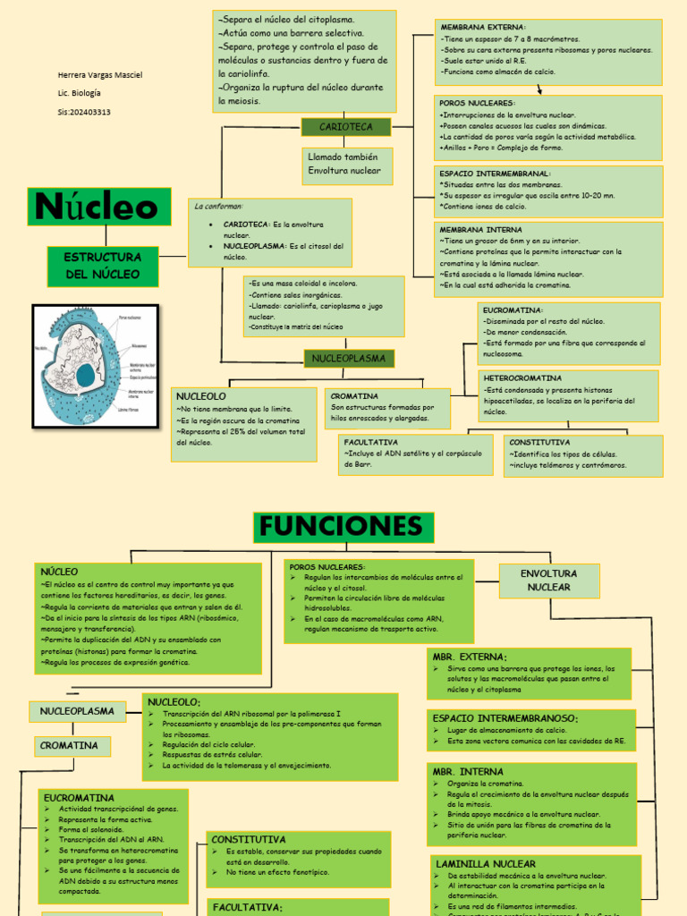 Mapa Conceptual Nucleo Celular | PDF | Nucleo celular | Cromatina