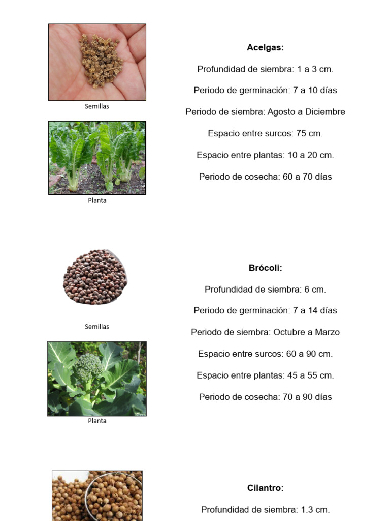 Guía de Siembra y Cosecha de Vegetales | PDF | Hogar, jardinería y ...