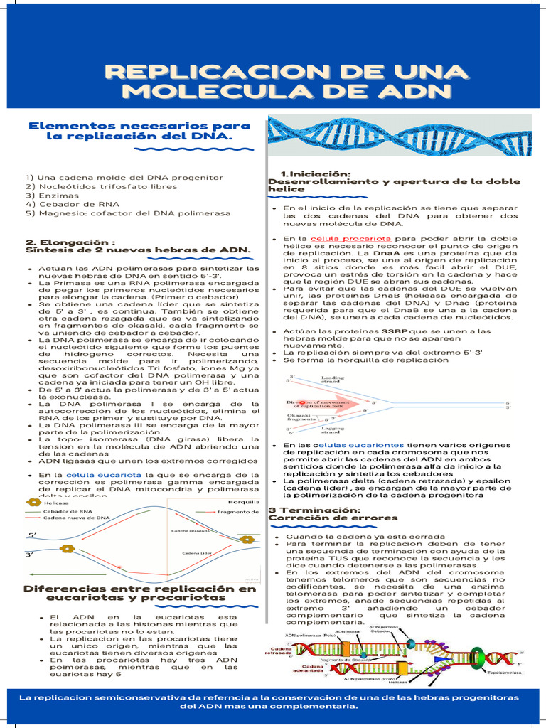 Replicacion de una molecula de adn (3) | PDF | Replicación De Adn | Adn