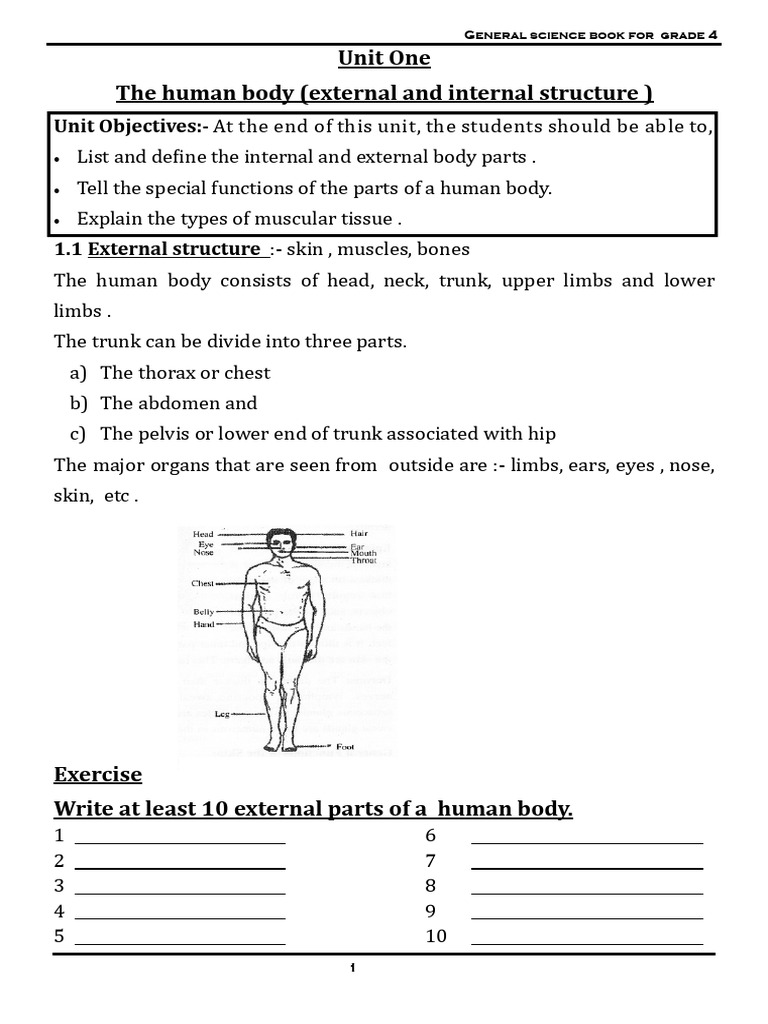 Human Body Structure for Grade 4 | PDF | Blood | Skin