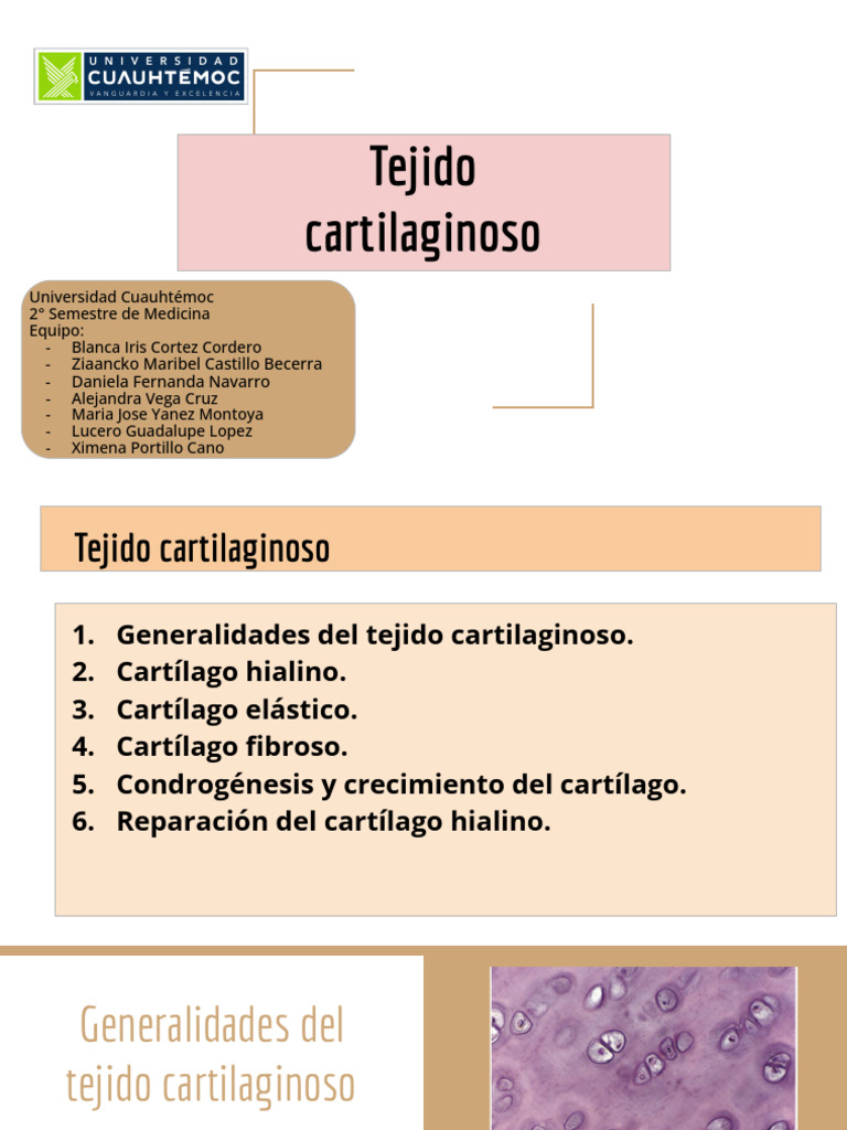 Características del Cartílago Hialino | PDF | Cartílago | La matriz ...