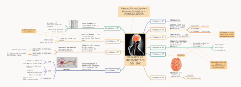 Mapa Mental TEMA 1 | PDF | Neurona | Sinapsis
