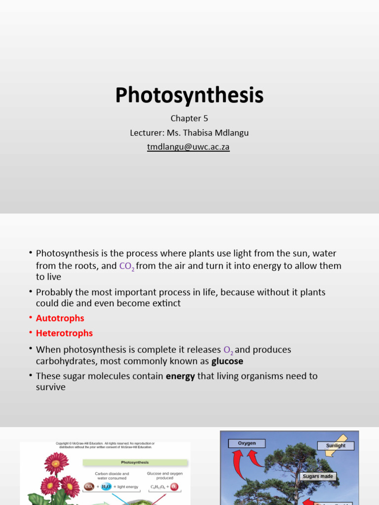 Photosynthesis | PDF | Photosynthesis | Biochemistry