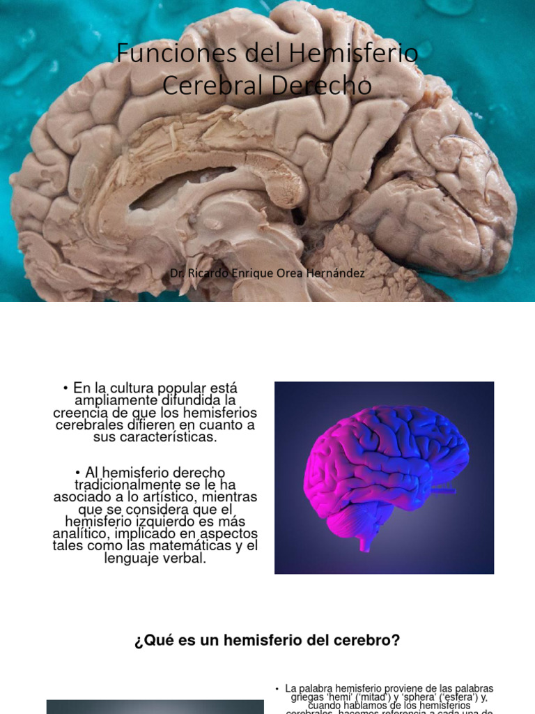 3 Funciones Del Hemisferio Cerebral Derecho Pdf Hemisferio