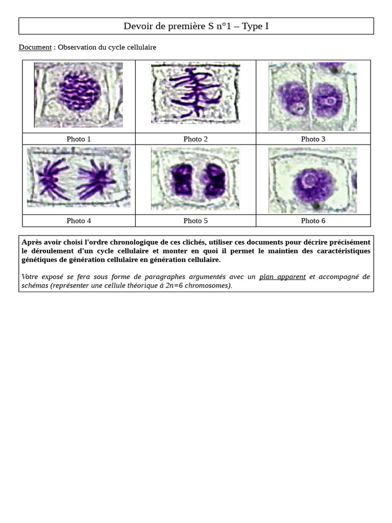 Devoir de Première S N°1 - Type I: Document: Observation Du Cycle Cellulaire | PDF | Mitose ...