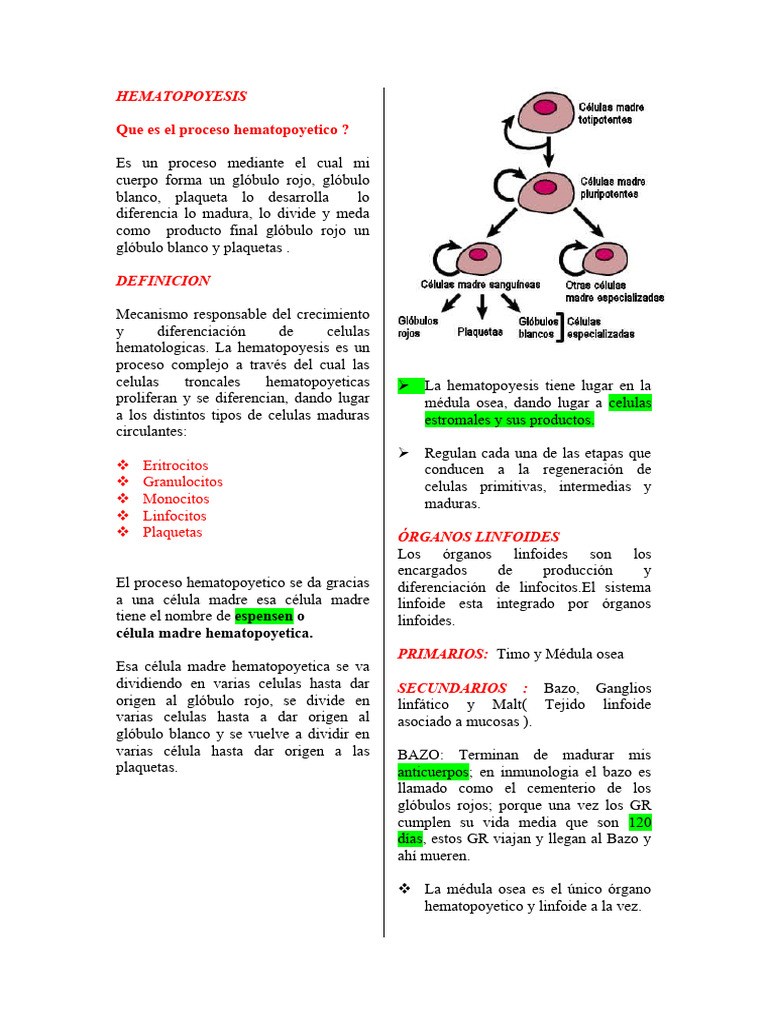 HEMATOPOYESIS | PDF | Hematopoyesis | Linfocitos