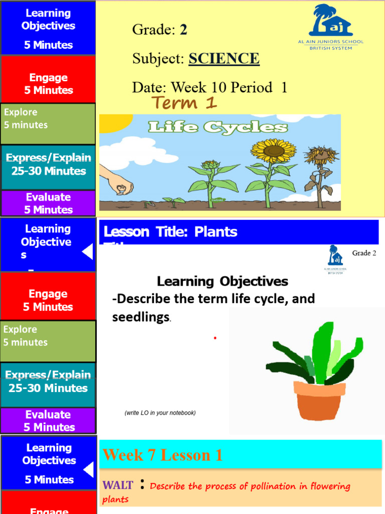 Gr2 Sci T1 W10 P1 Lifecycle | PDF | Flowers | Pollination