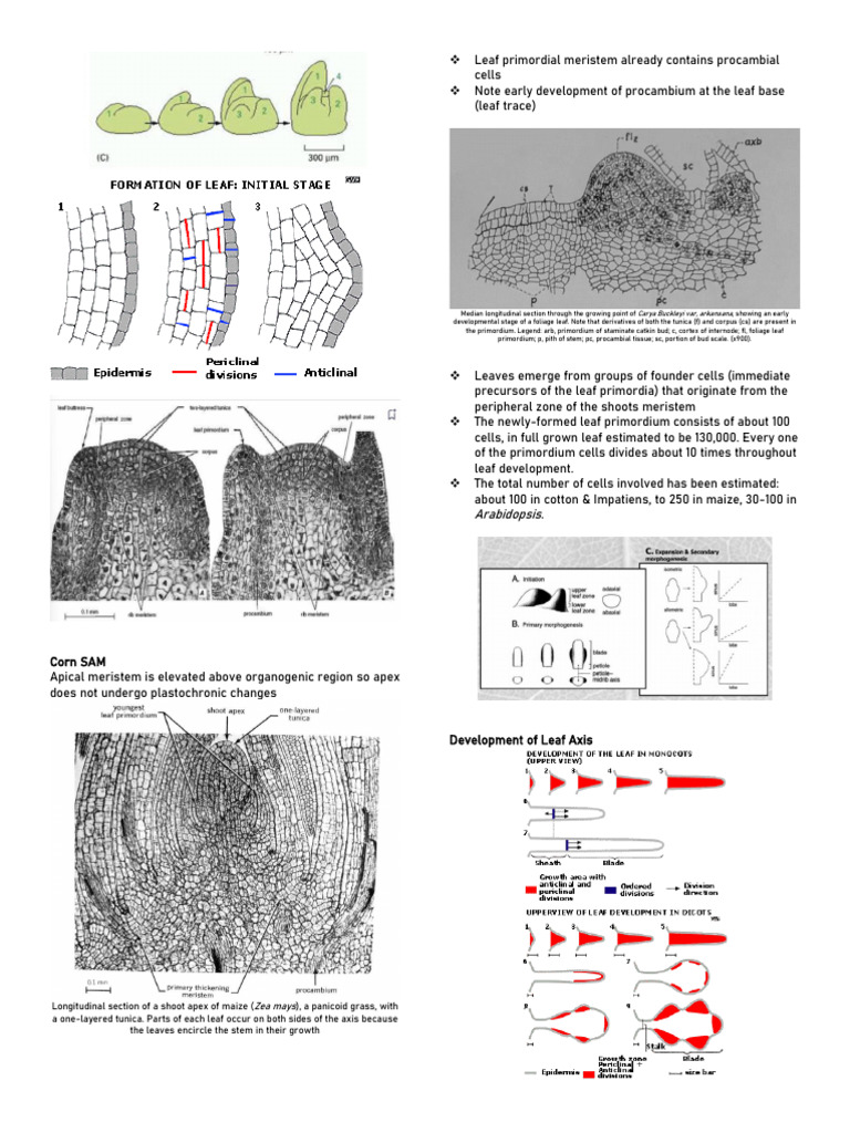 Devbio 2 | Download Free PDF | Leaf | Biology