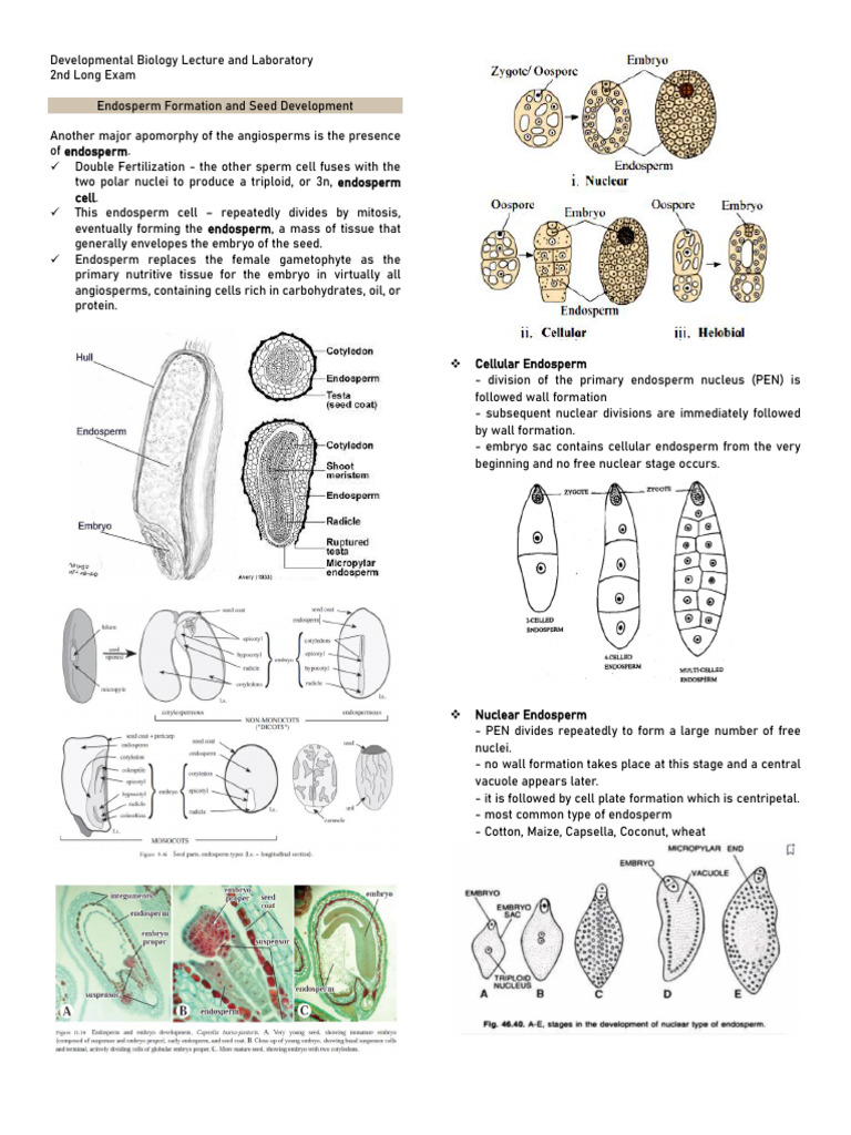 Developmental Biology Notes 2 | PDF | Seed | Leaf