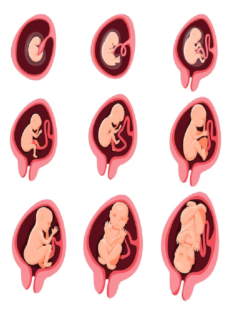 Desarrollo Fetal Embrionario Humano Etapa Embarazo Nueve Meses Ciclo ...