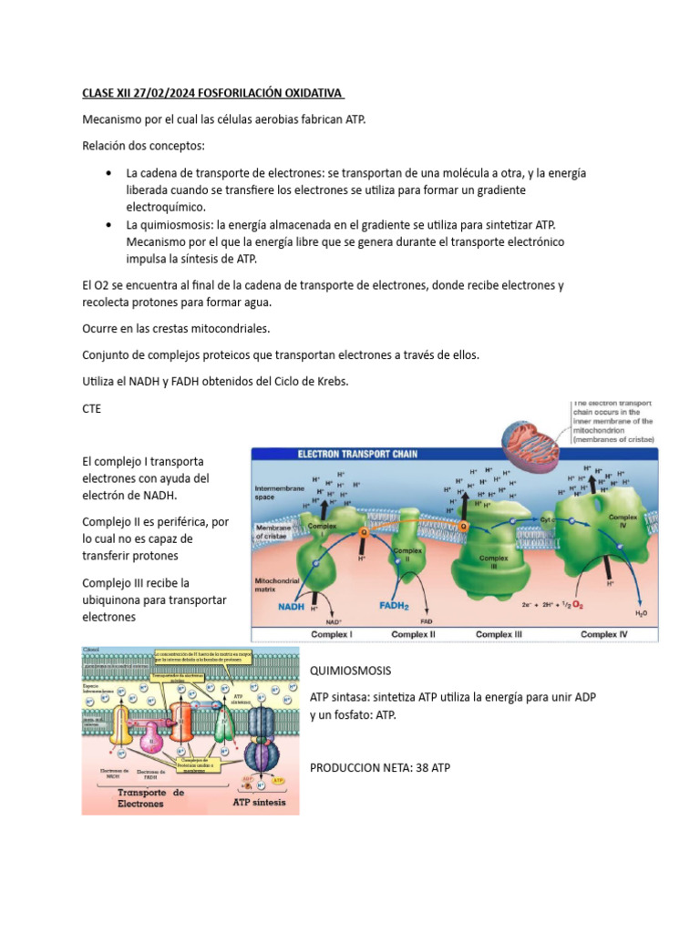 Fosforilacion Oxidativa | PDF