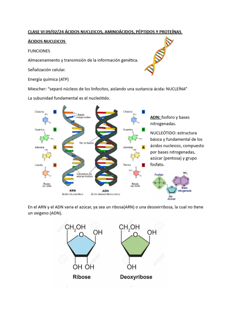 Acidos Nucleicos, Aminoacidos, Peptidos y Proteinas | Descargar gratis PDF | Rna | Adn