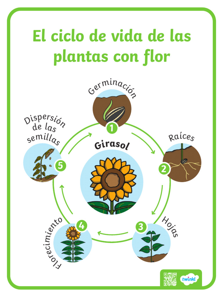 Ciclo de Vida de las Plantas con Flor | PDF