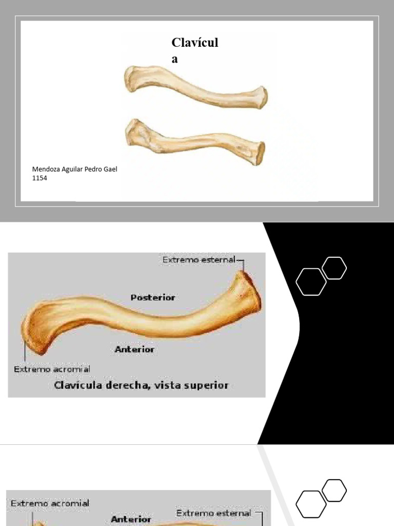 Clavicula | PDF