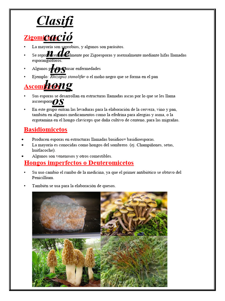 Clasificacion de Hongos | PDF | Ciencia y matemáticas | Estilo de vida