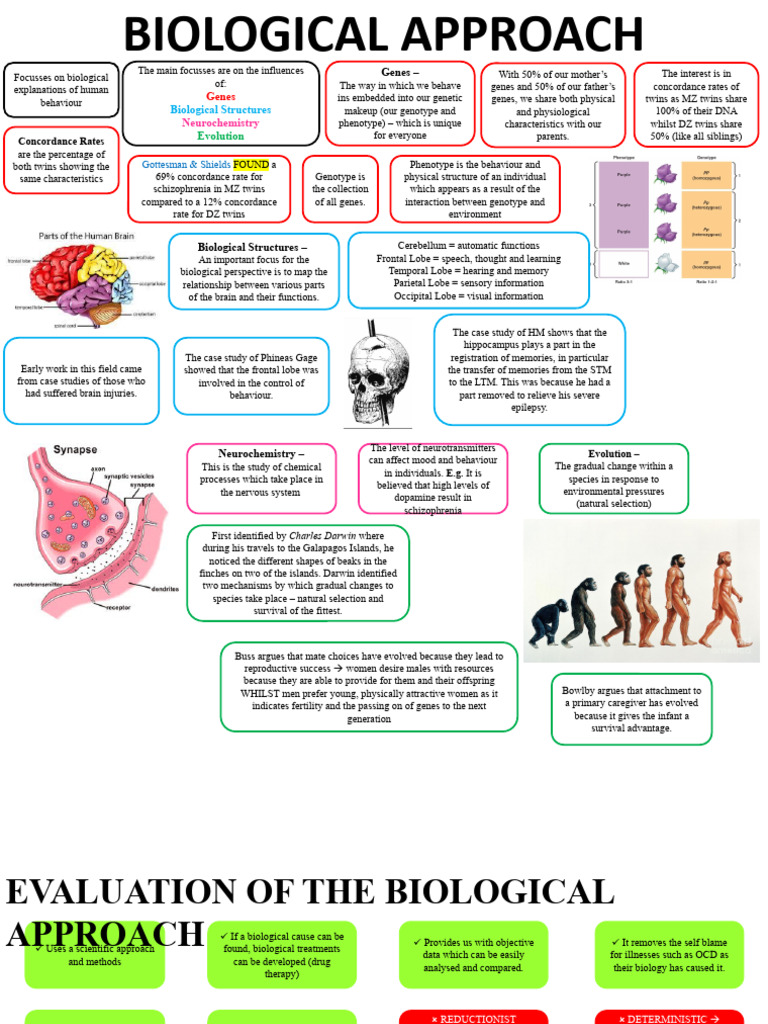 Biological Approach to Human Behavior | PDF | Evolution | Natural Selection