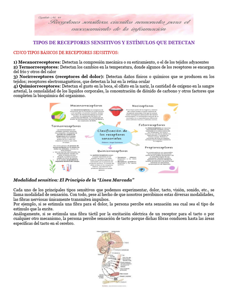 Tema 3 Neuro | PDF | Sinapsis | Neurona