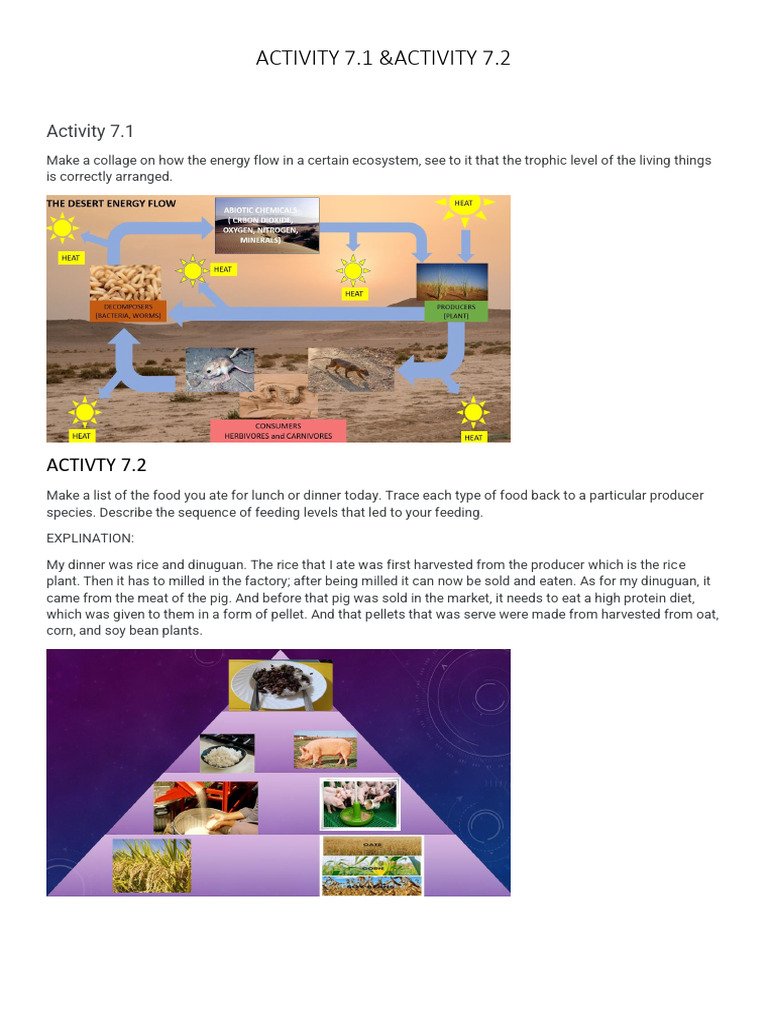 Ecosystem Energy Flow Activities | PDF | Wellness