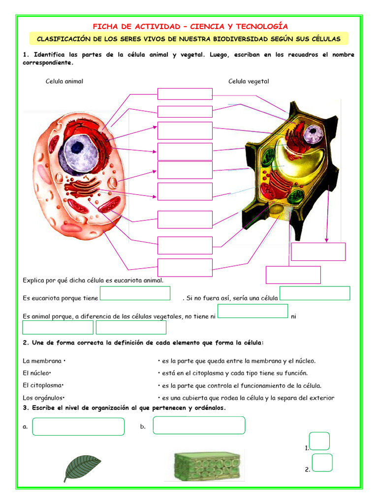 FICHA-JUEV-CYT-CLASIFICACIÓN DE LOS SERES VIVOS DE NUESTRA ...