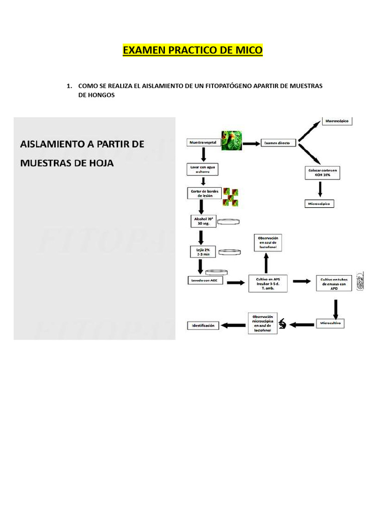 EXAMEN PRACTICO DE MICO | PDF | Biología | Microbiología