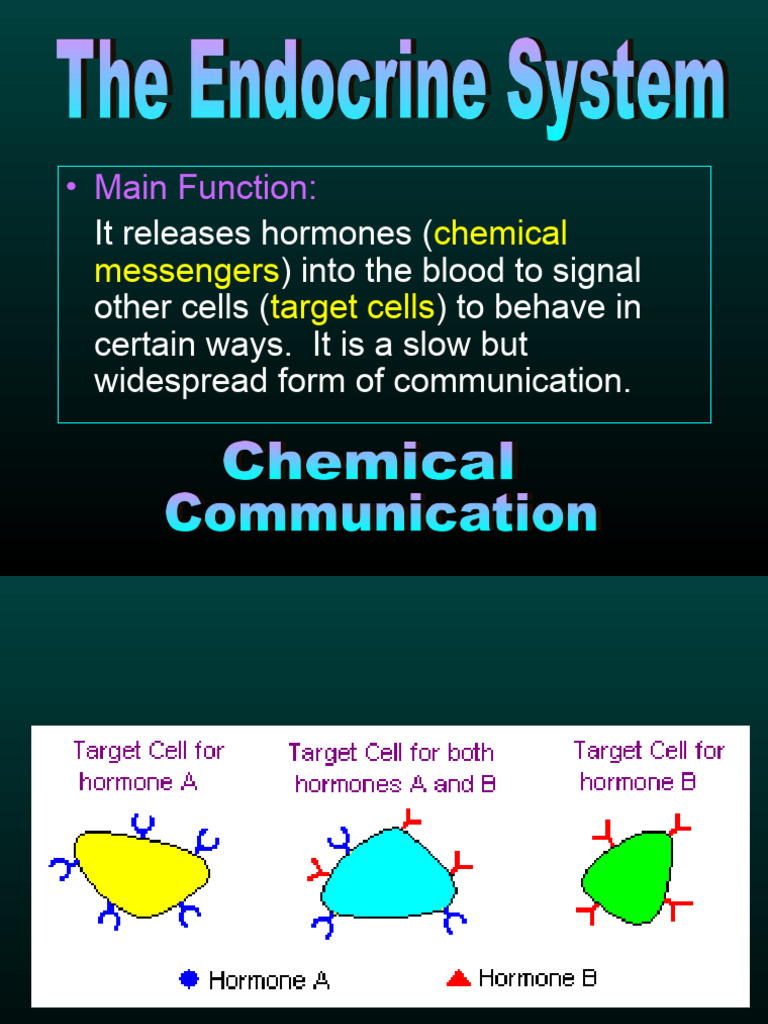 Main Function | PDF | Endocrine System | Hormone