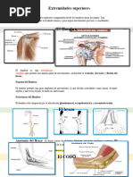 Anatomía del brazo: Estructura y Función | PDF