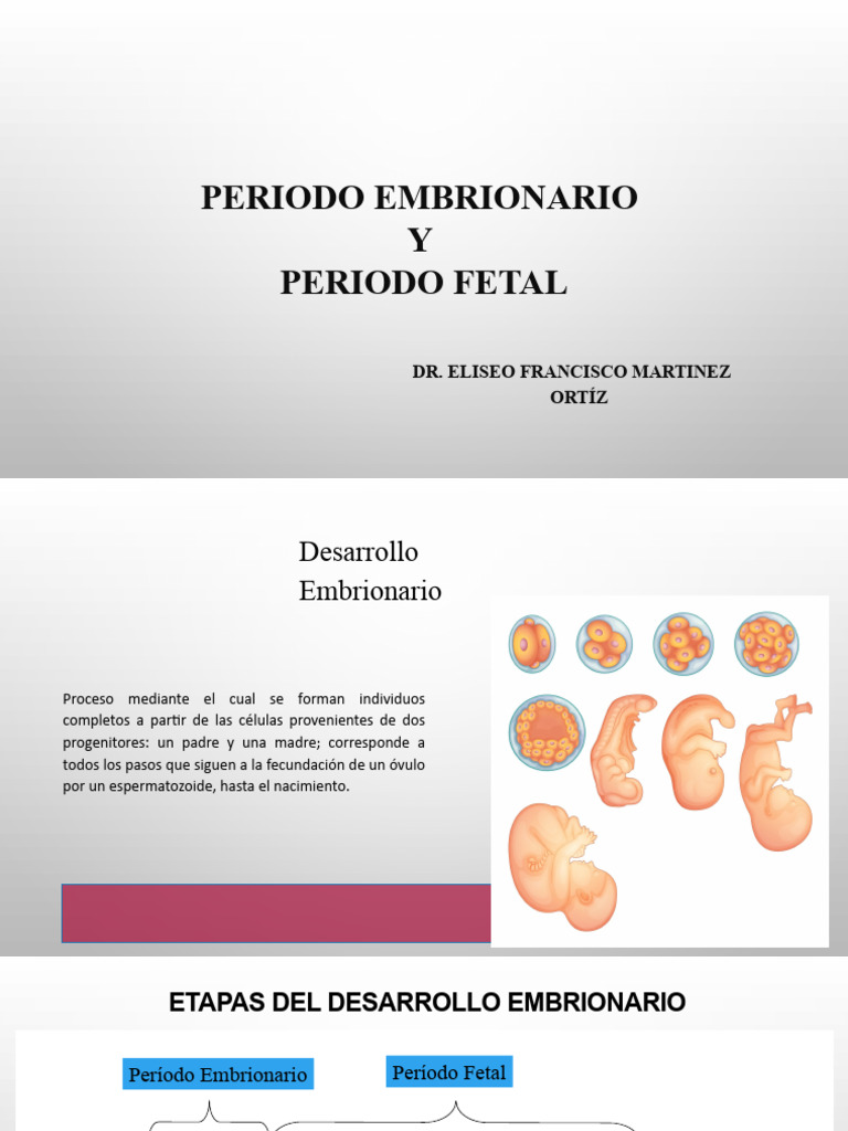 periodo fetal y embrionario | PDF | Embrión | Procesos biologicos