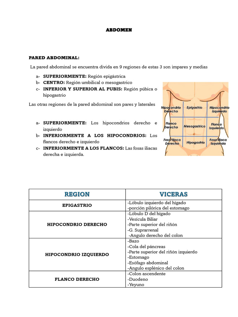 Abdomen | PDF | Abdomen | Sistema musculoesquelético