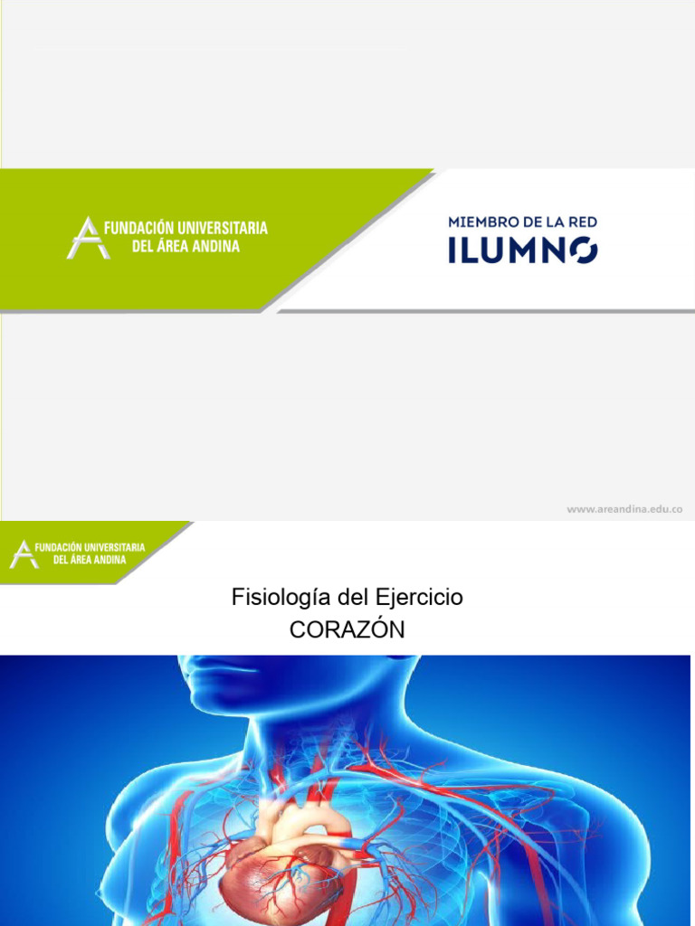 Corazón Base | PDF | Corazón | Ventrículo (corazón)