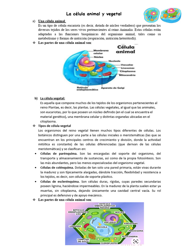 La Célula Animal y Vegetal | Descargar gratis PDF | Plantas | Biología Celular)