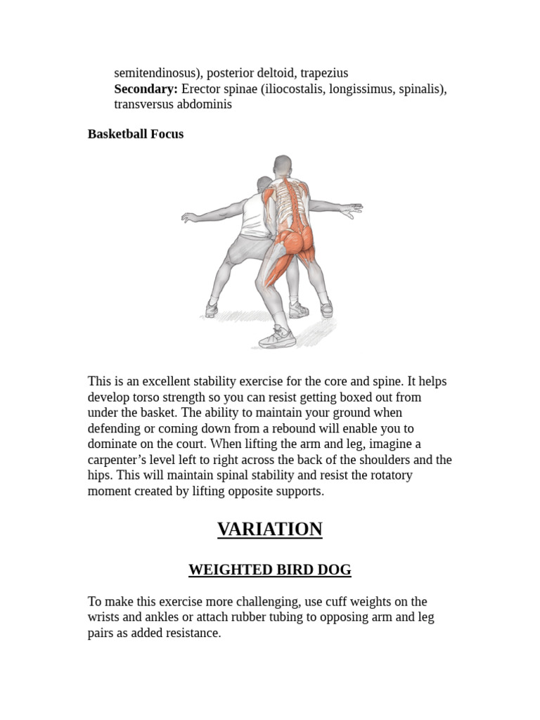 Basketball Anatomy and Stability Exercises | PDF | Sports & Recreation