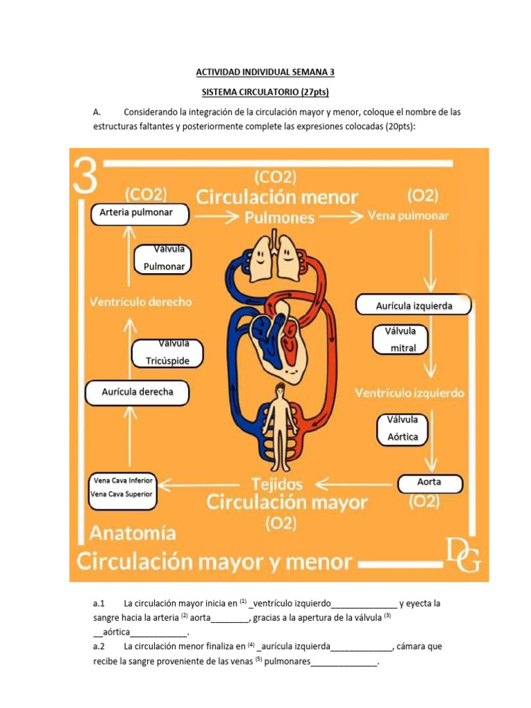 Tarea | PDF | Sistema circulatorio | Vena