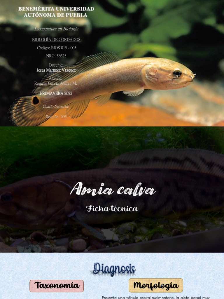 Amia Calva - Ficha Técnica | PDF | Pescado | Biología