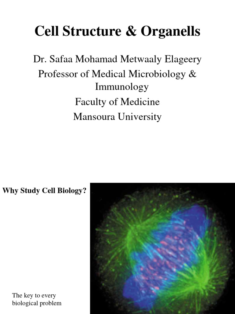 1 - Cell Structure | PDF | Endoplasmic Reticulum | Cell (Biology)