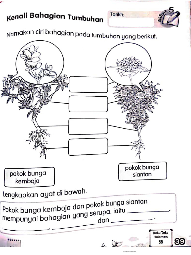 Kenali Bahagian Tumbuhan | PDF