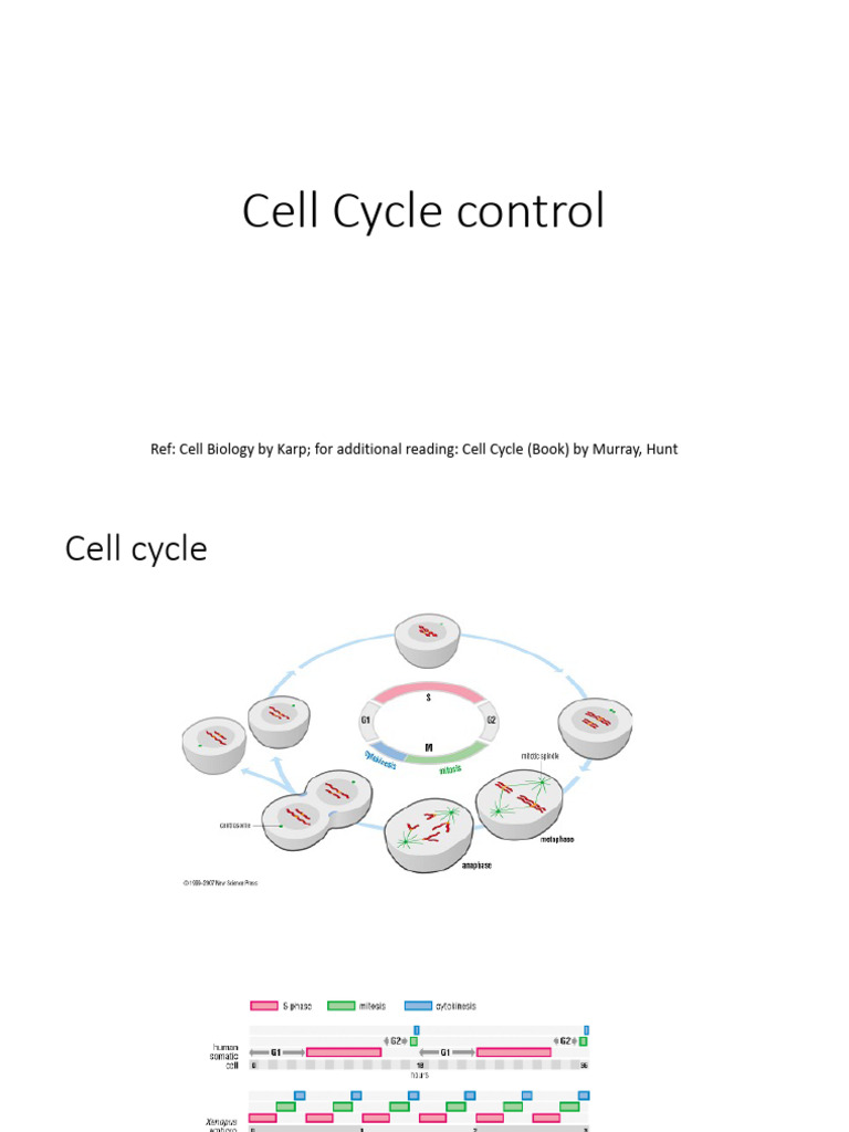 Cell Cycle 1 | Download Free PDF | Mitosis | Cell Cycle