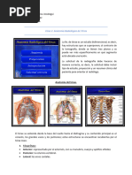 Proyecciones Rx de Tórax: PA y AP | PDF | Tórax (anatomía humana ...