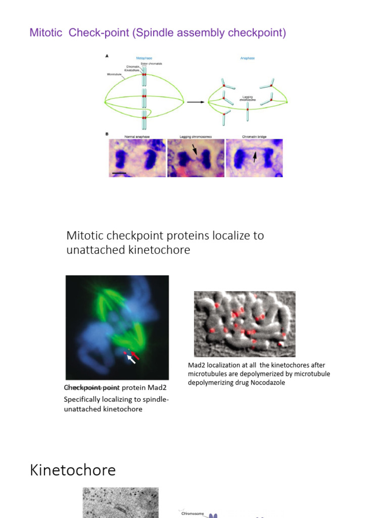 Mitotic Checkpoint Proteins and Mechanisms | PDF | Mitosis | Biological ...