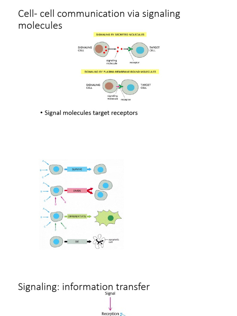 Cell Signaling | PDF | Protein Kinase B | Kinase