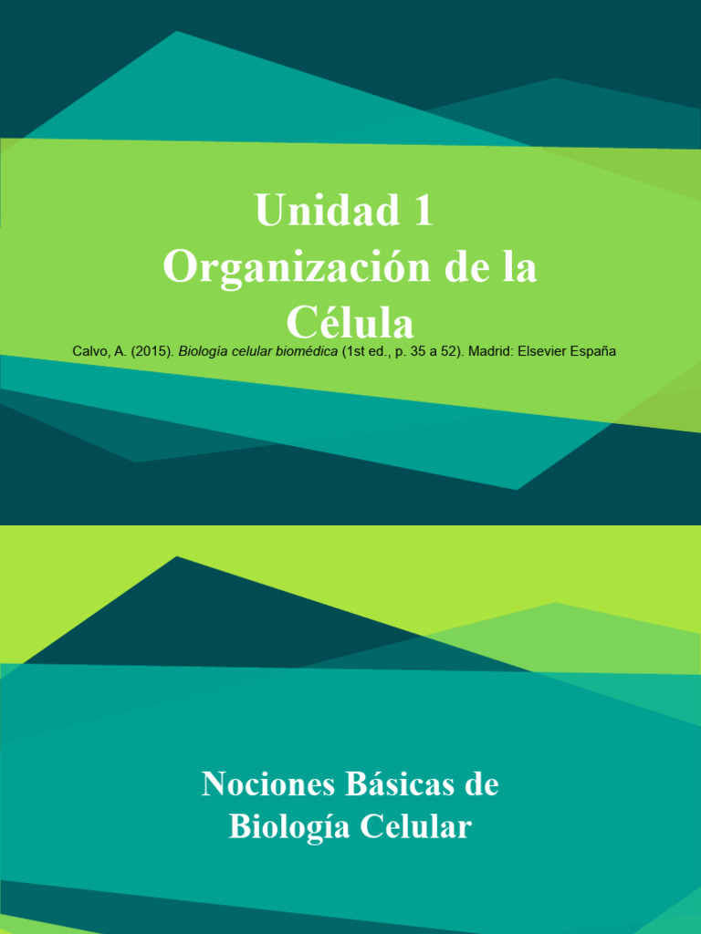 Unidad 1 - Organización de La Célula | PDF | Biología Celular) | Eucariotas
