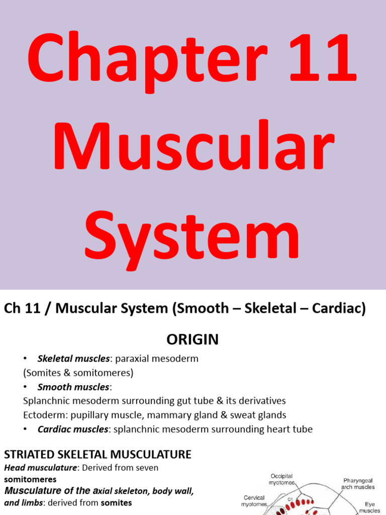Muscular System-11 (Muhadharaty) | PDF | Muscle | Developmental Biology