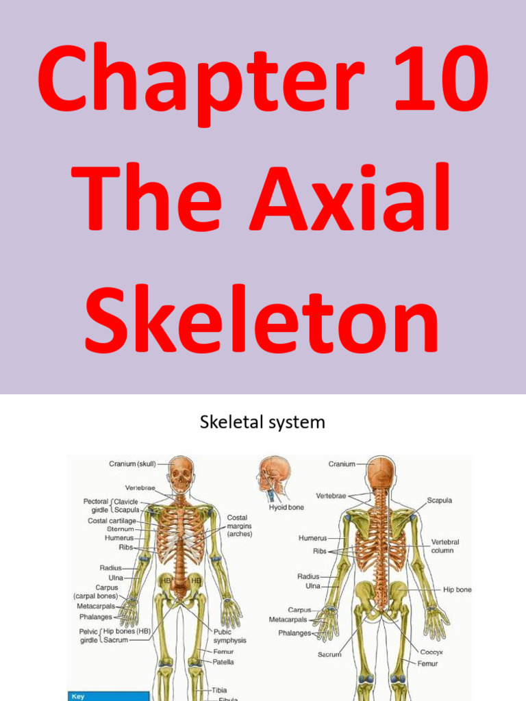 Axial Skeleton Development and Disorders | PDF | Vertebral Column ...
