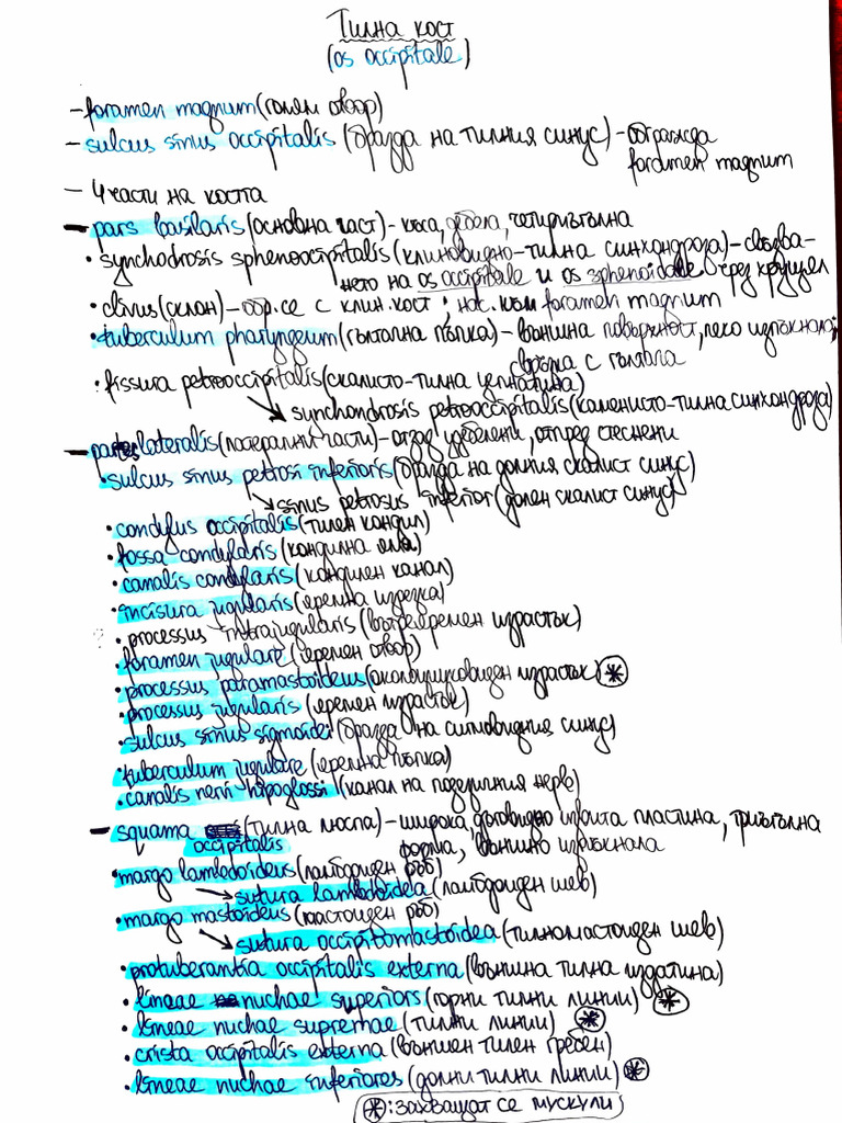 Anatomy Notes | PDF