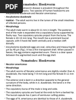 Hookworm Morphology and Species Overview | PDF | Organisms | Wellness