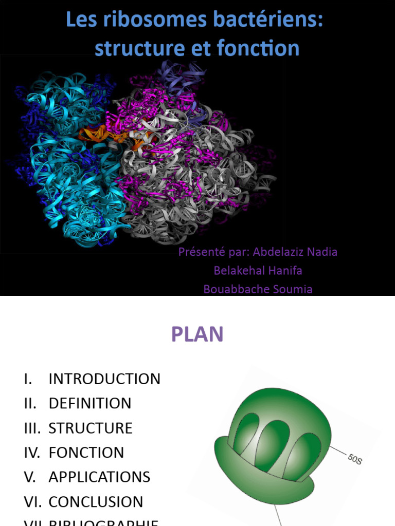 Ribosomes bactériens : structure et rôle | PDF | Ribosome | Acide ...