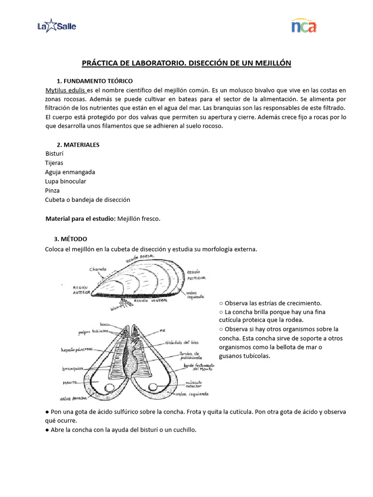 - P5 - DISECCIÓN DE UN MEJILLÓN | PDF | Moluscos