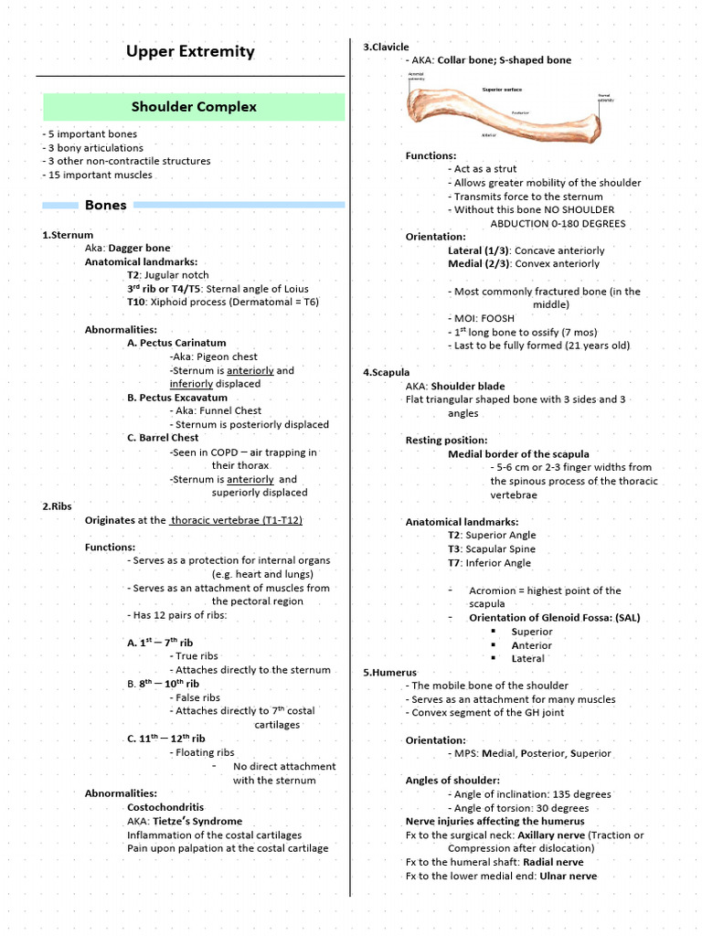 Upper Extremity | PDF | Elbow | Anatomical Terms Of Motion