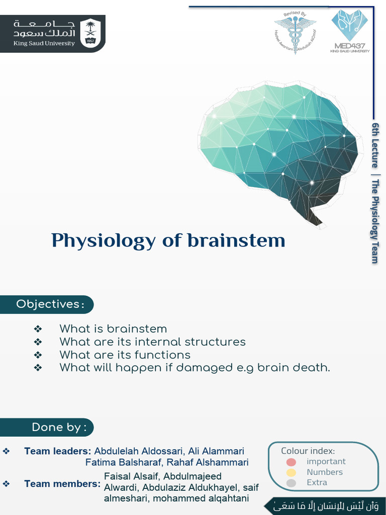 Brainstem Anatomy and Functions | PDF | Brainstem | Human Anatomy