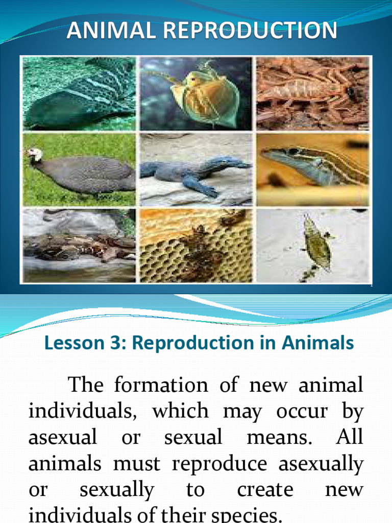 Animal Reproduction | PDF | Reproduction | Sexual Reproduction