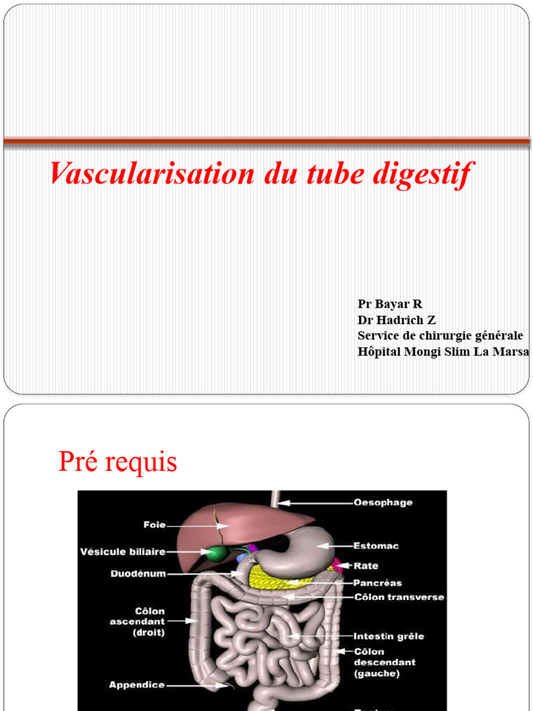 Vascularisation Du Tube Digestif Et Annexes | PDF | Pancréas | Rate